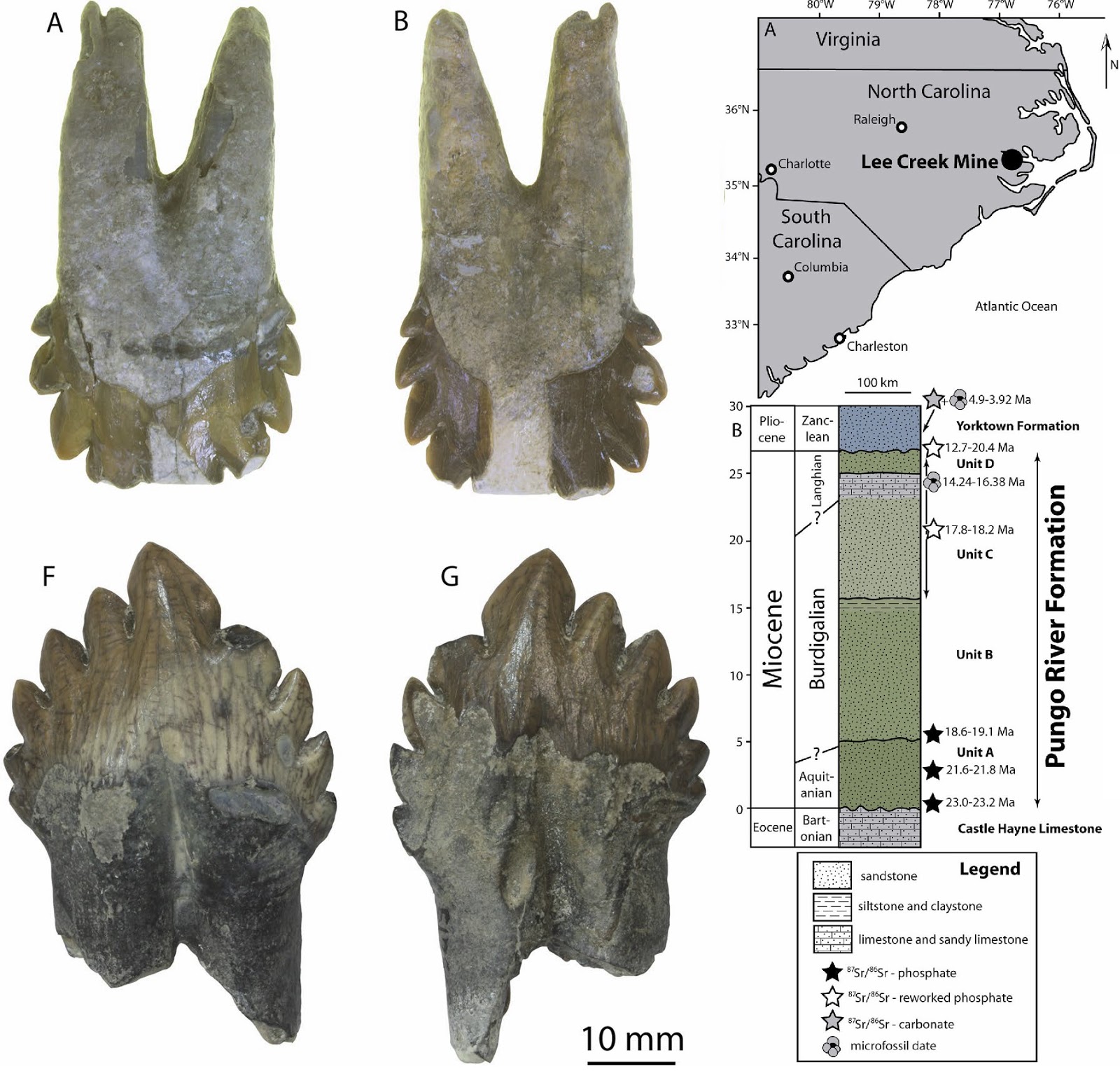 The Coastal Paleontologist: 2018 in review: advances in marine mammal ...