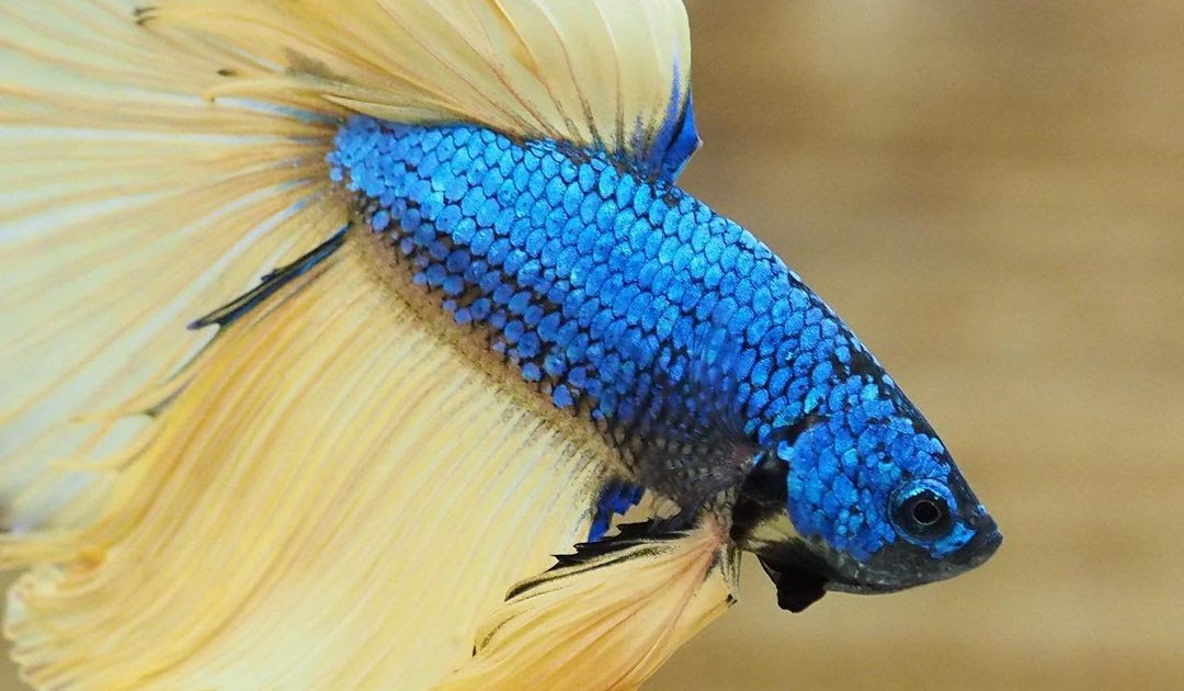 VERY COOL AND RARE Live Male Blue Dragon Mustard Gas Halfmoon Tail ...