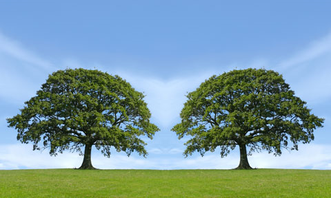 Asleep No More: A Tale of Two Trees