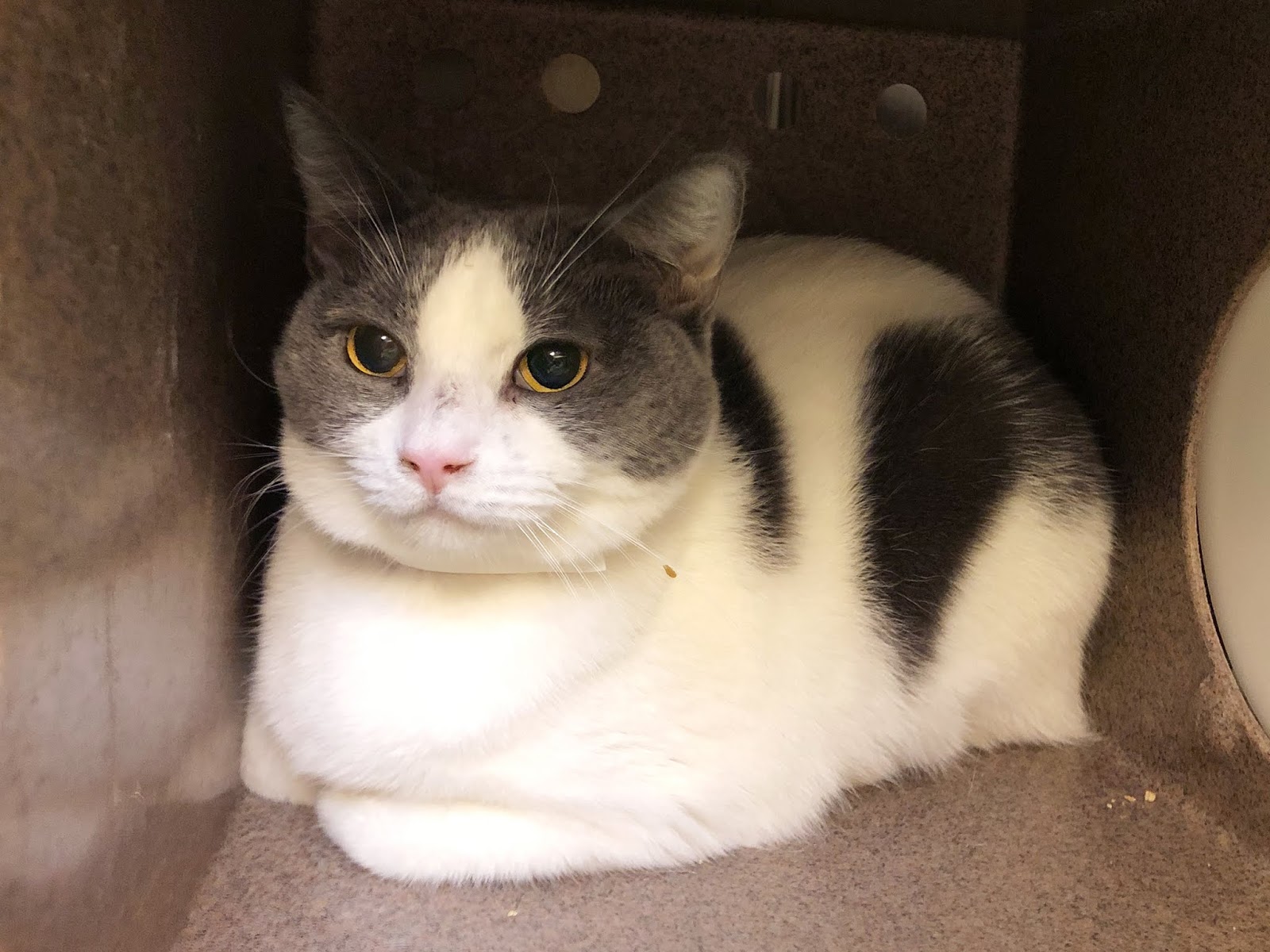 Monrovia Now: News and Comment about Monrovia, California: Demure Rose ...