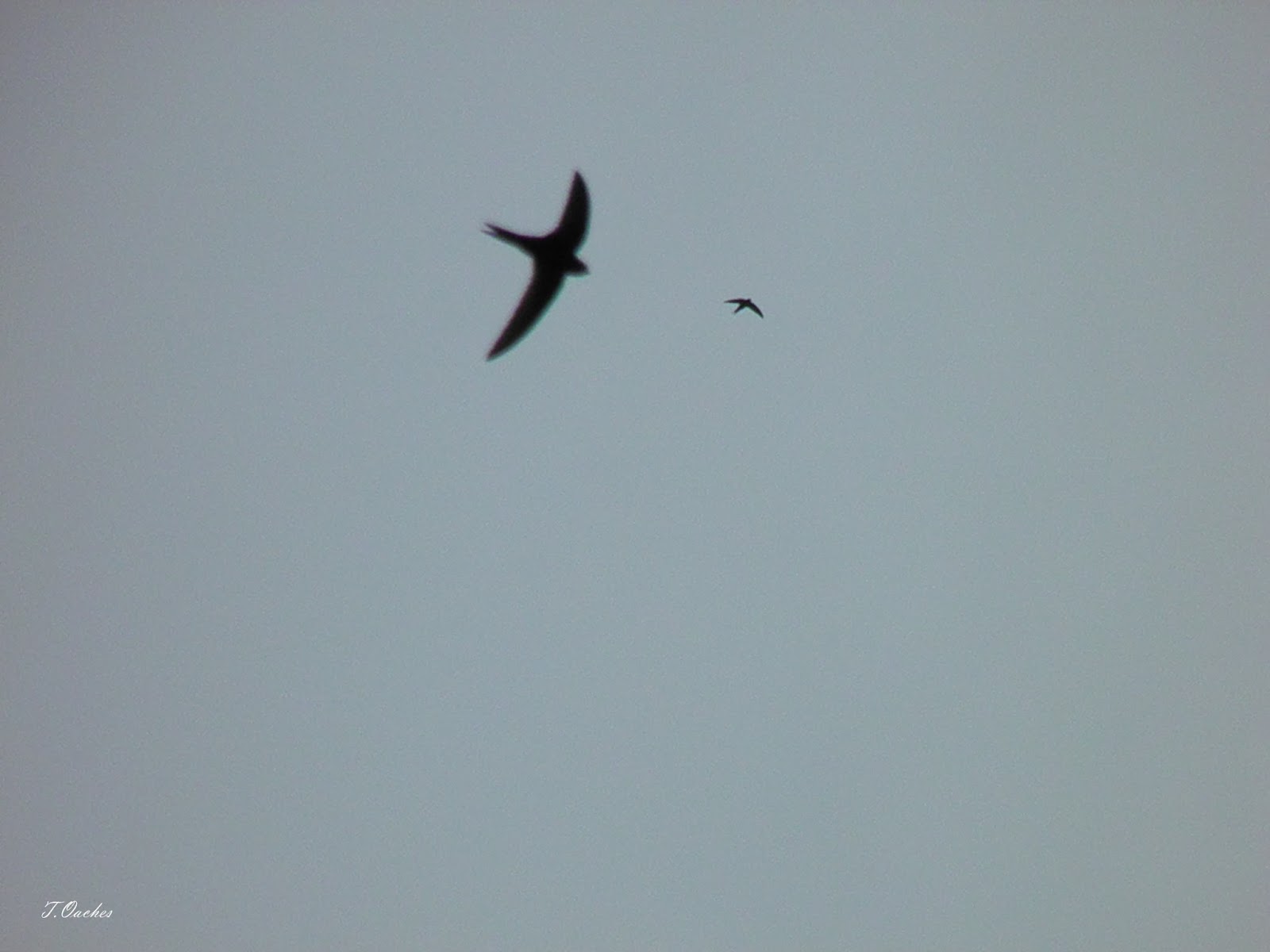 PASARI DIN ROMANIA: DREPNEA NEAGRA, Apus apus