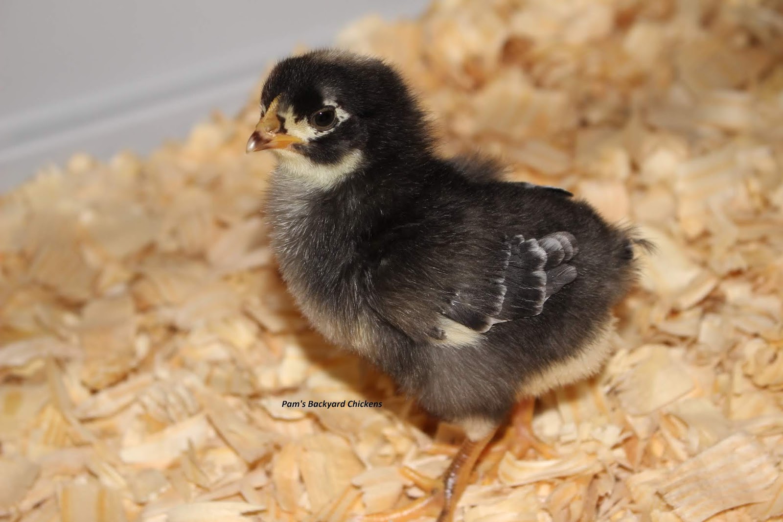 Pam's Backyard Chickens: Can You Raise Chicks in the Fall?