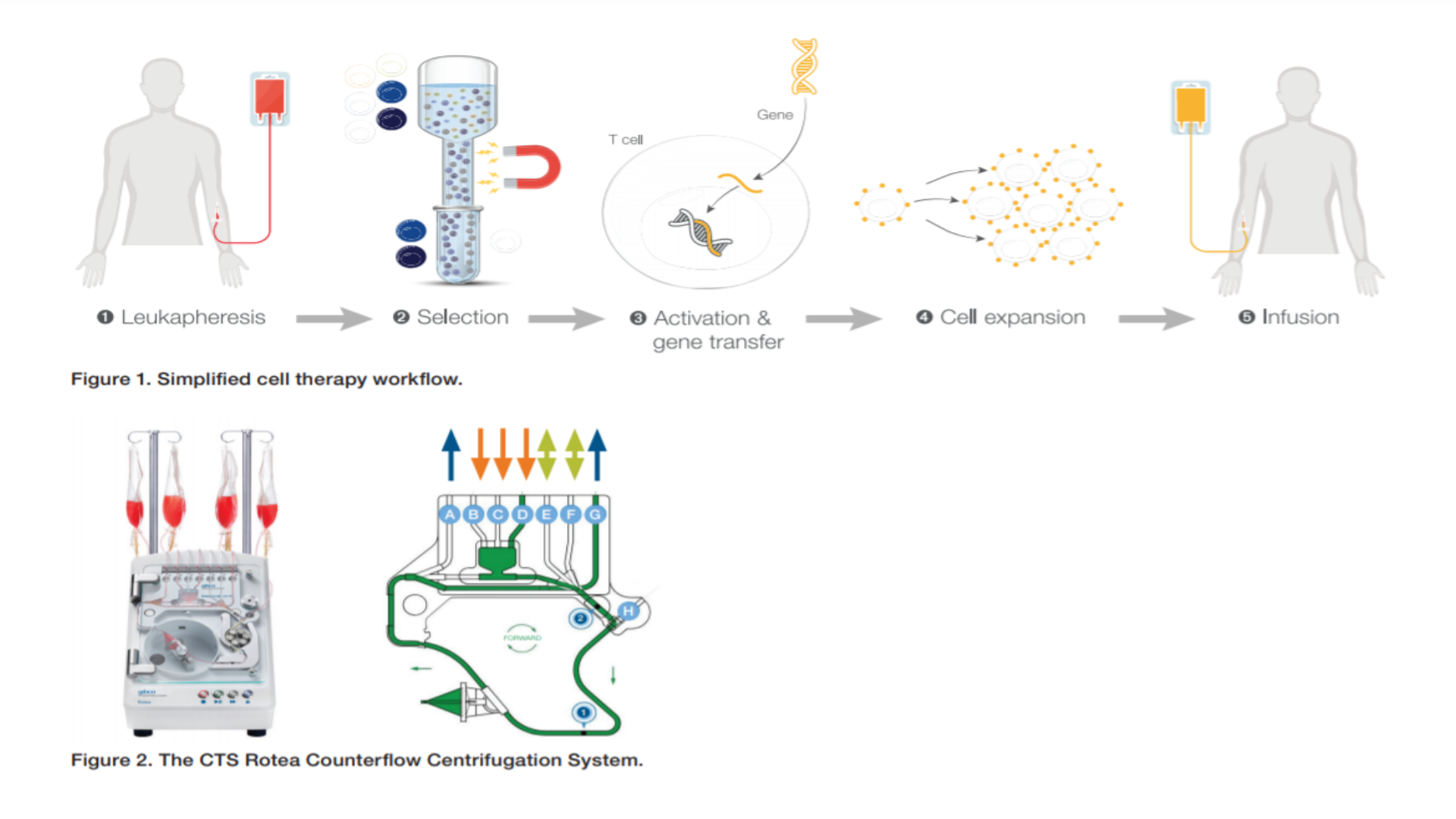 Automated PBMC isolation and T cell wash and concentration by the CTS ...