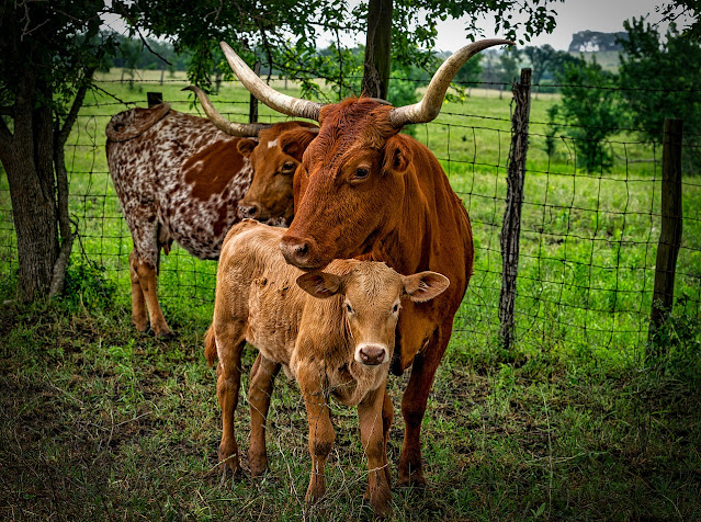 How Many Acres Do You Need for a Cattle Ranch?