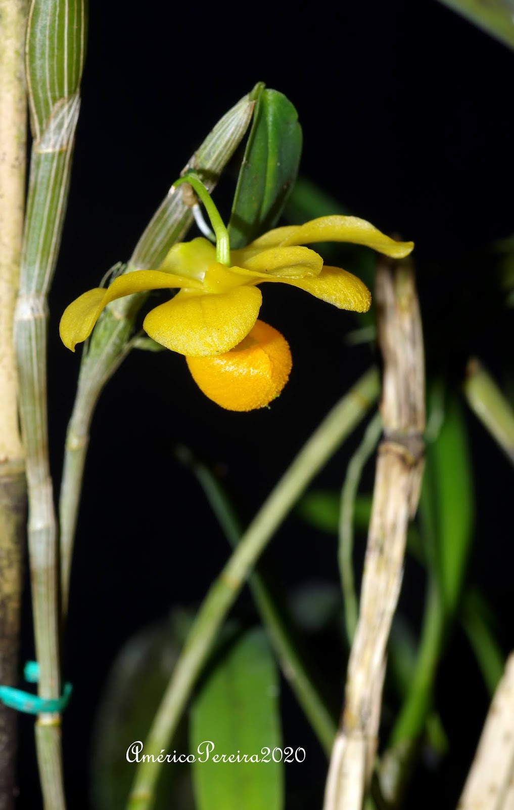 Orquídeas soltas: Dendrobium chrysocrepis