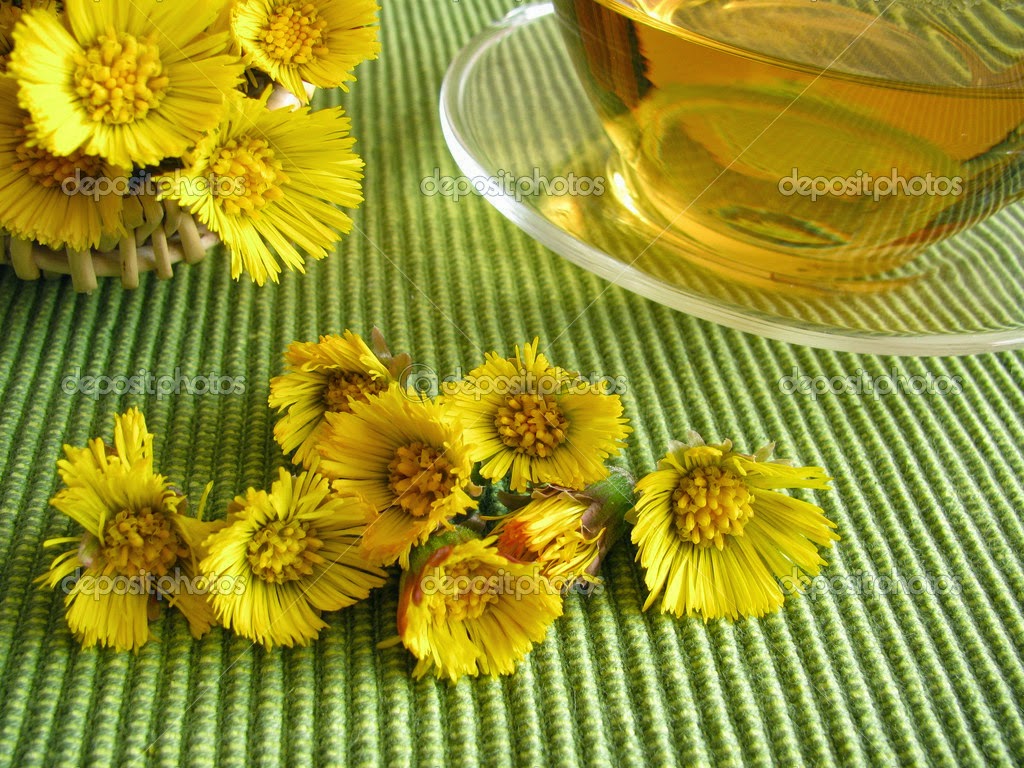 Coltsfoot Tea Benefits ~ Healthy Tea 101