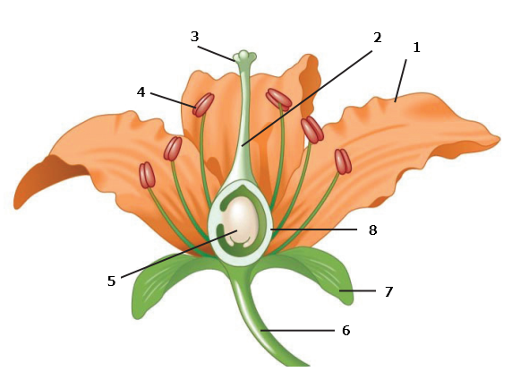 Konsep 27 Soal Bagian Bunga - Riset
