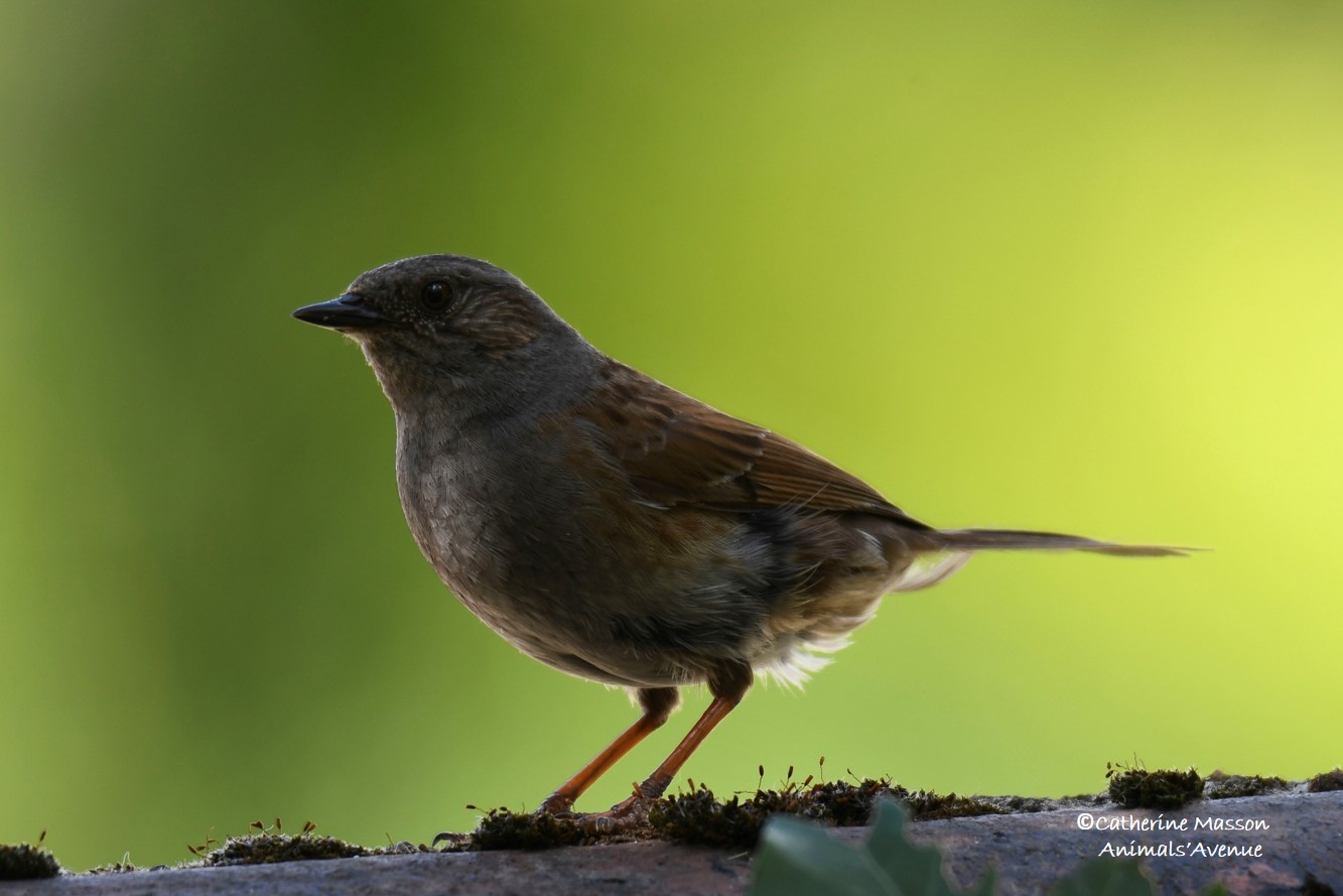 Animals' Avenue: Accenteur Mouchet au soleil couchant