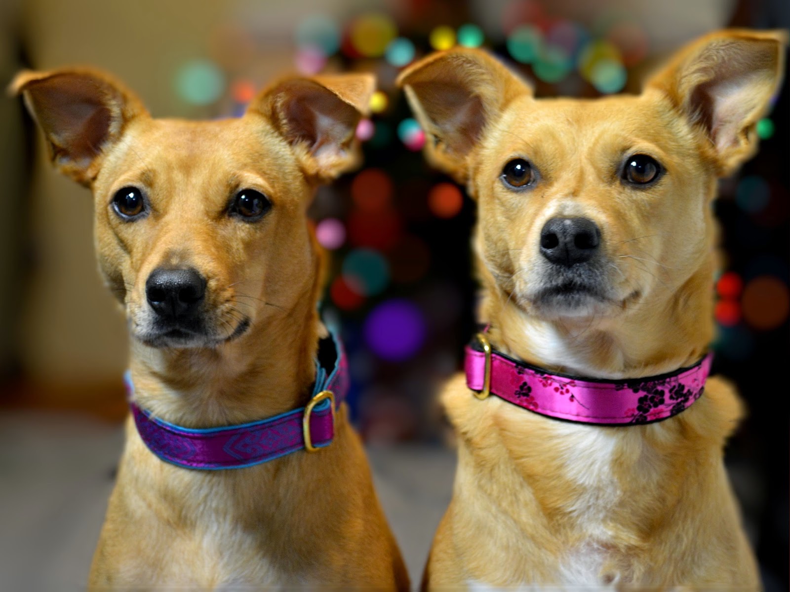 ZoePhee: 2 Hounds Design Dog Collars Review