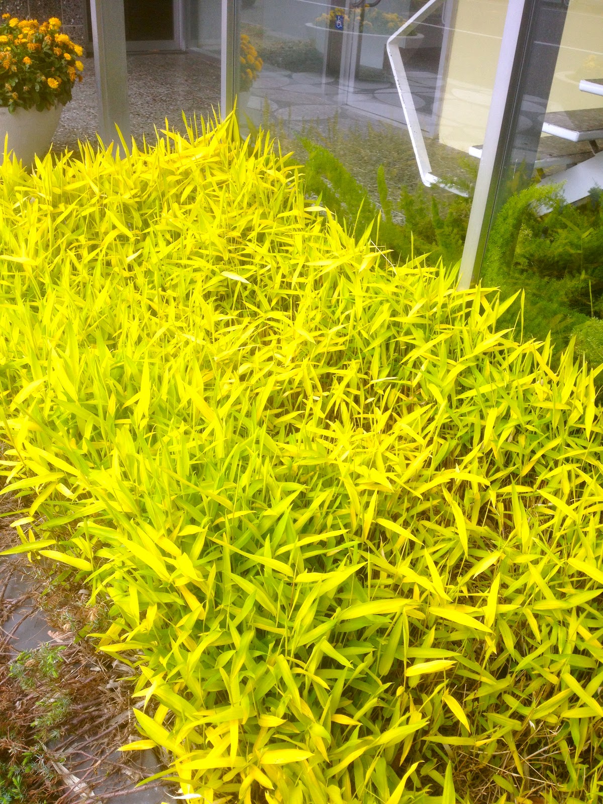 Bamboo Geek: Beautiful miniature bamboo sighting in Midtown Sacramento...