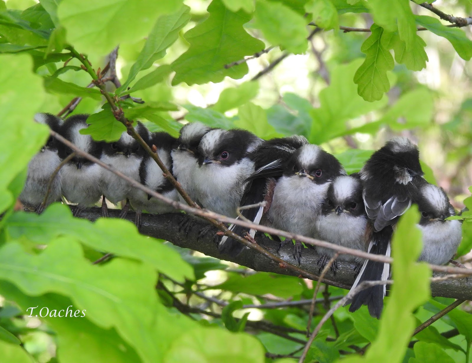 PASARI DIN ROMANIA: PITIGOI CODAT, Pui si juvenili (2), Aegithalos caudatus
