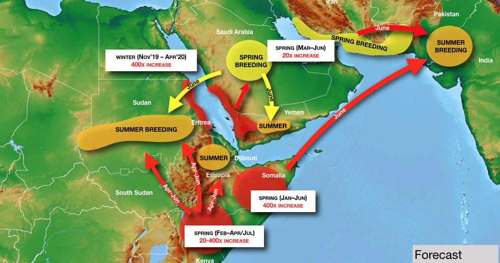 The Big Wobble : Locust populations continue to explode in size: Some ...