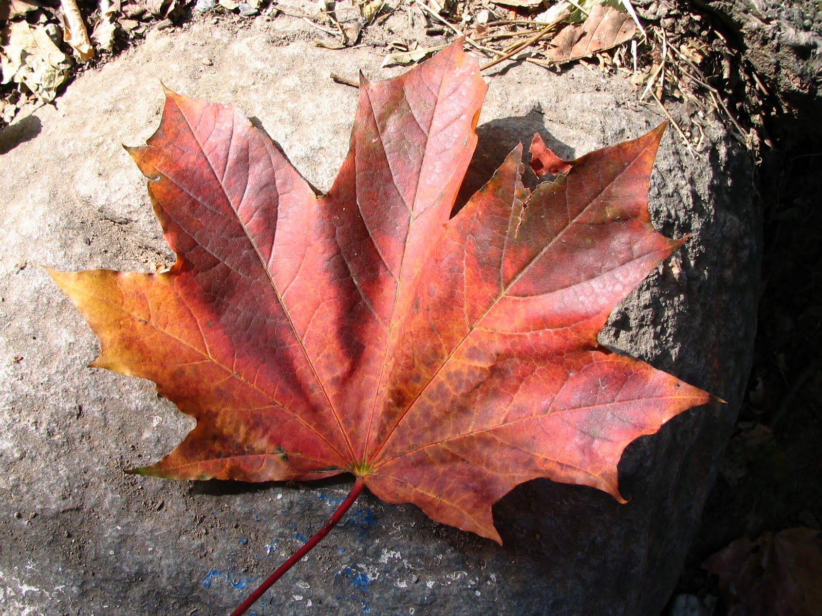 LA MULTI ANI, ROMANIA!: Frunze in culori de toamna