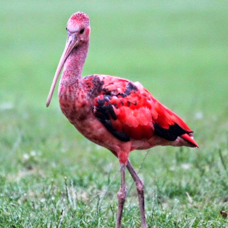 IBIS BIRD photos - wallpapers | the fun bank