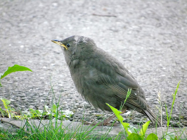 PASARI DIN ROMANIA: graur