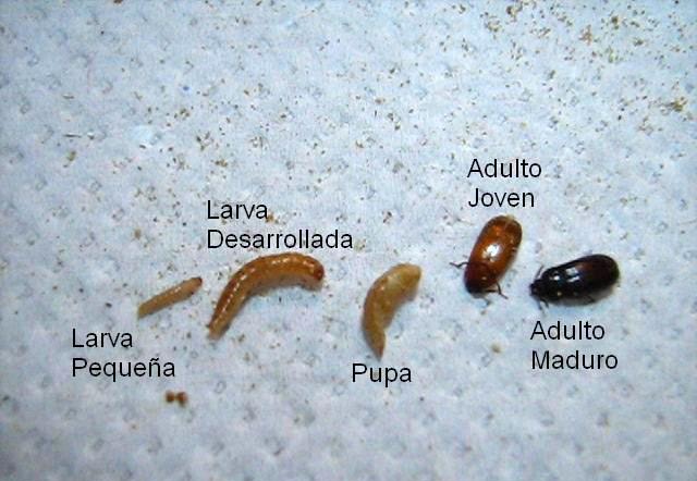 Todo sobre cancer, educacion, salud, Japón. Everything about cancer ...