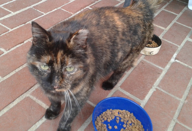 Razzberry Corner: Brindle cat