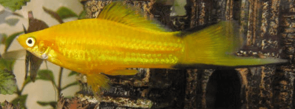 Ikan Pedang - 14 Jenis Ikan Pedang dan Harganya Beserta Cara ...