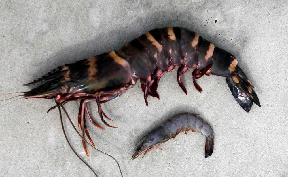 Black Tiger Shrimps Suppliers, Asian Tiger Shrimps, Giant Shrimps ...