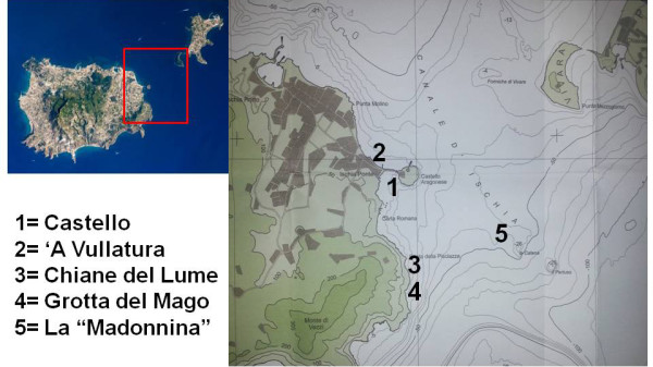 pithecusae: Storia di Ischia: Pithecusae, Aenaria, Forio, Vittoria ...