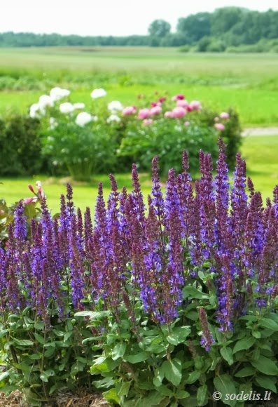 sodelis.lt: Reprezentacinės zonos gėlynas