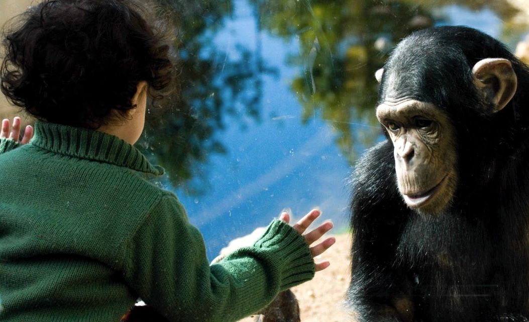 Infants And Monkeys Use The Same Sign Language infants-and-monkeys-use-the-same-sign-language