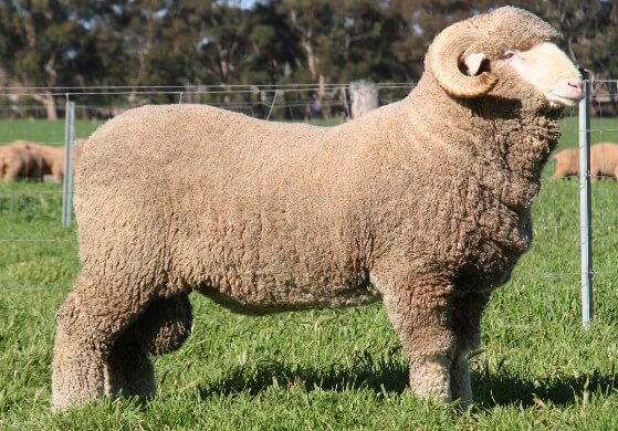 Jenis-Jenis Domba Budidaya di Indonesia - Santos Blog