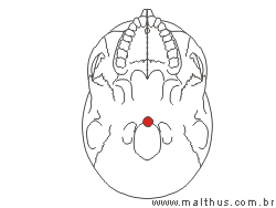 Asymmetry of the Modern Human Endocranium: Placing the fixed landmarks ...