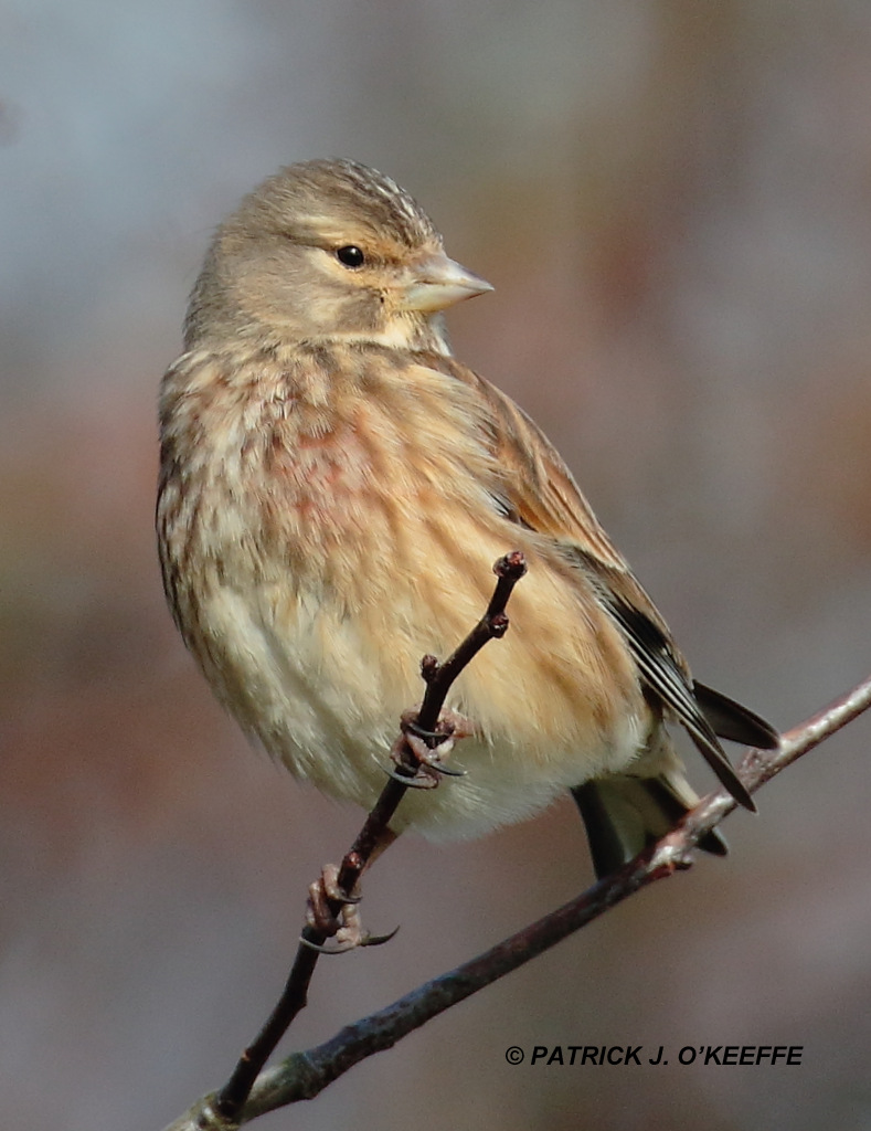 Raw Birds: COMMON LINNET (Linaria cannabina) male, Turvey Nature ...
