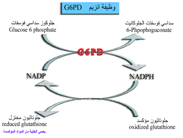 العـيـادة: مرض أنيما الفول - G6PD
