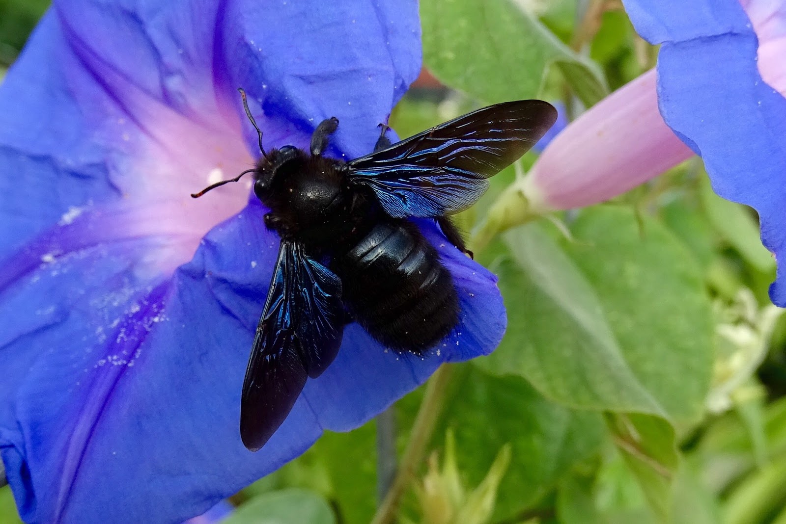 FOTOBOMBUS EL BLOG DE LAS ABEJAS, AVISPAS Y HORMIGAS: ABEJA CARPINTERA ...