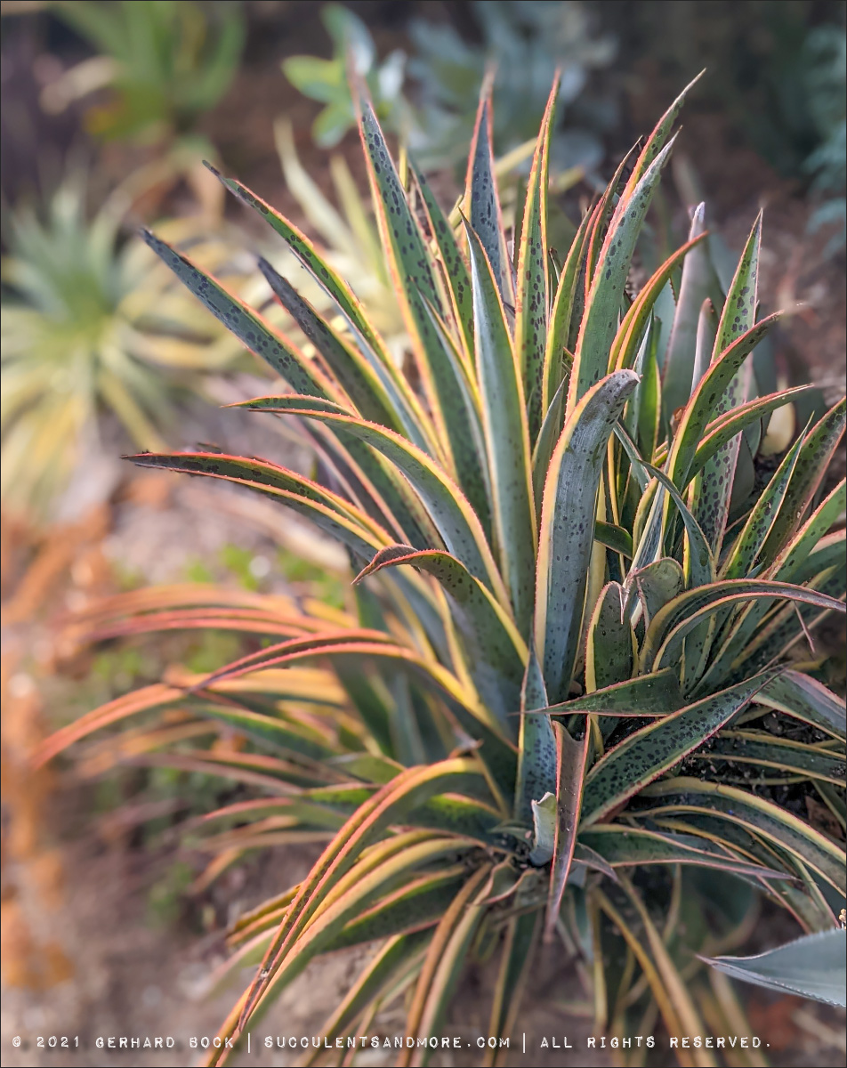 Mangaves in mid-summer (late July 2021)