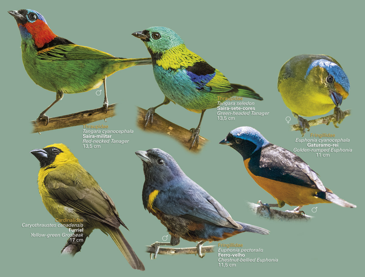 Aves da Mata Atlantica