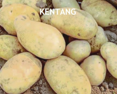 Anim Agro Technology: KENTANG - FAKTA MENANAM