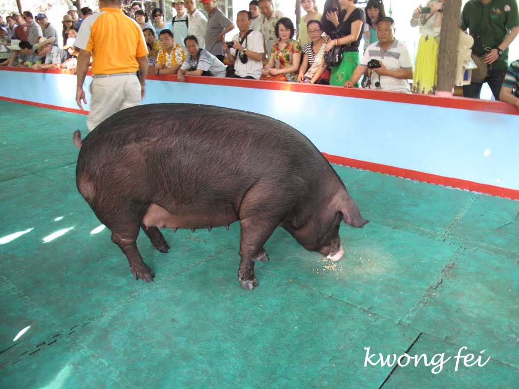 Pig solving mathematics & PIGS RACE | Kwong Fei's Blog
