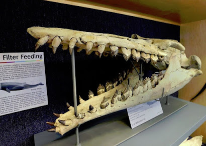 The Coastal Paleontologist: The Eocene - rather than Oligocene - origin ...