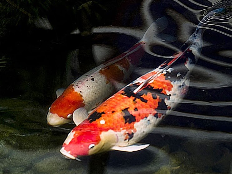 Cara Mudah Budidaya Ikan Koi - Dunia Akuarium