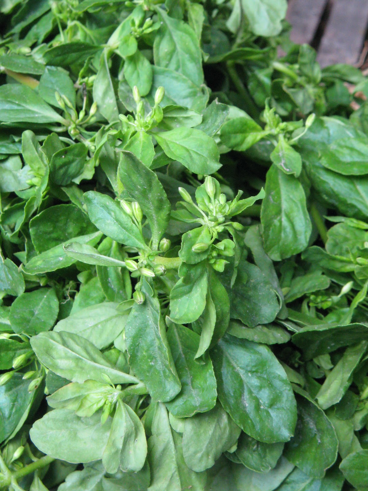 Living with Nature - School on Blog by Dr. Abercio V. Rotor: SV Bot ...