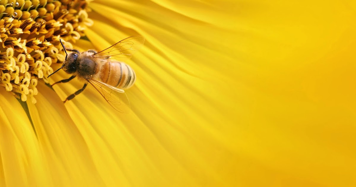 To Be A Bee (Ser Una Abeja)