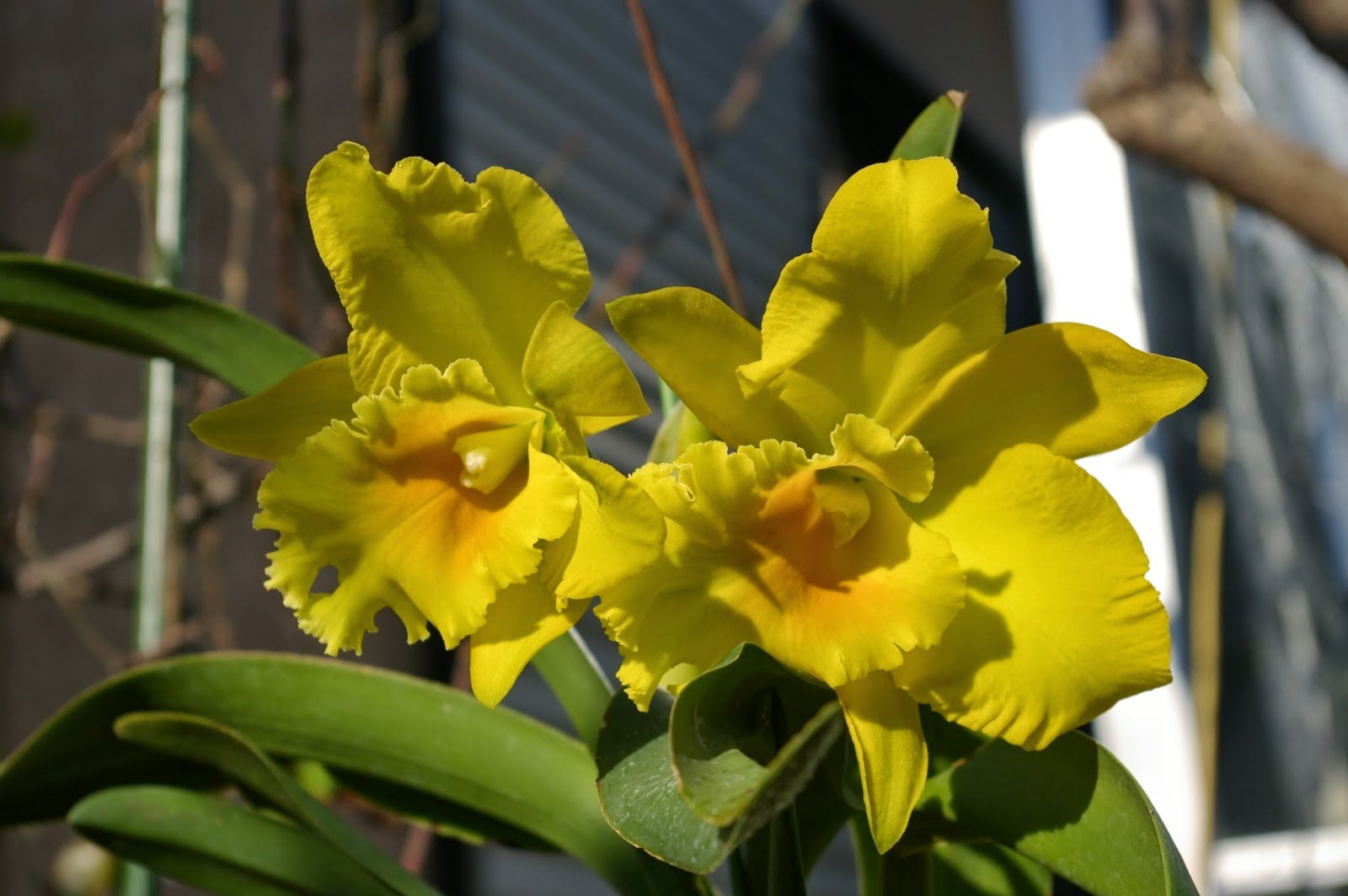 カトレヤの写真ブログ: Pot. Haw Yuan Gold 'Y.K. #2', SM/JOGA'99
