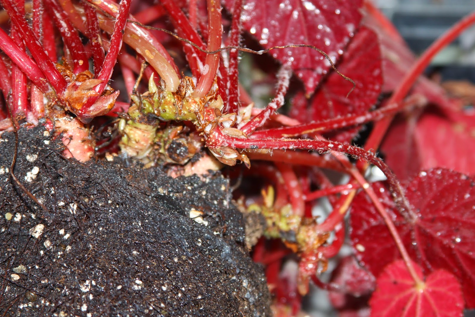 Begonia rhizomes make more plants You Can Grow That!