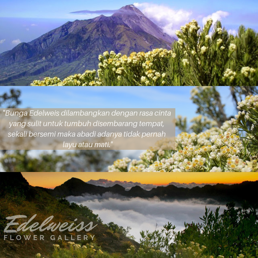 Edelweis dan Miniatur Kakek Nenek Dalam Vas Gantungan - Bunga Edelweis ...