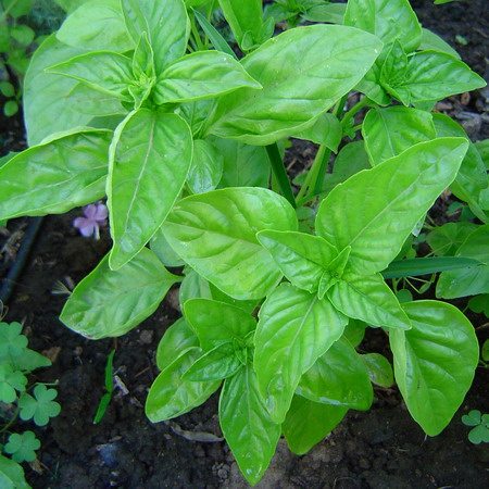 Viveros laynez: Albahaca