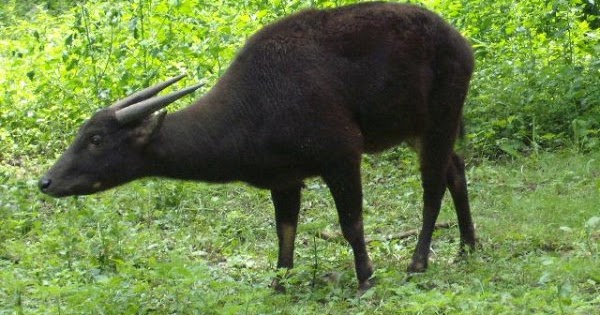 Zoo Diccionario: Todo Sobre el ANOA