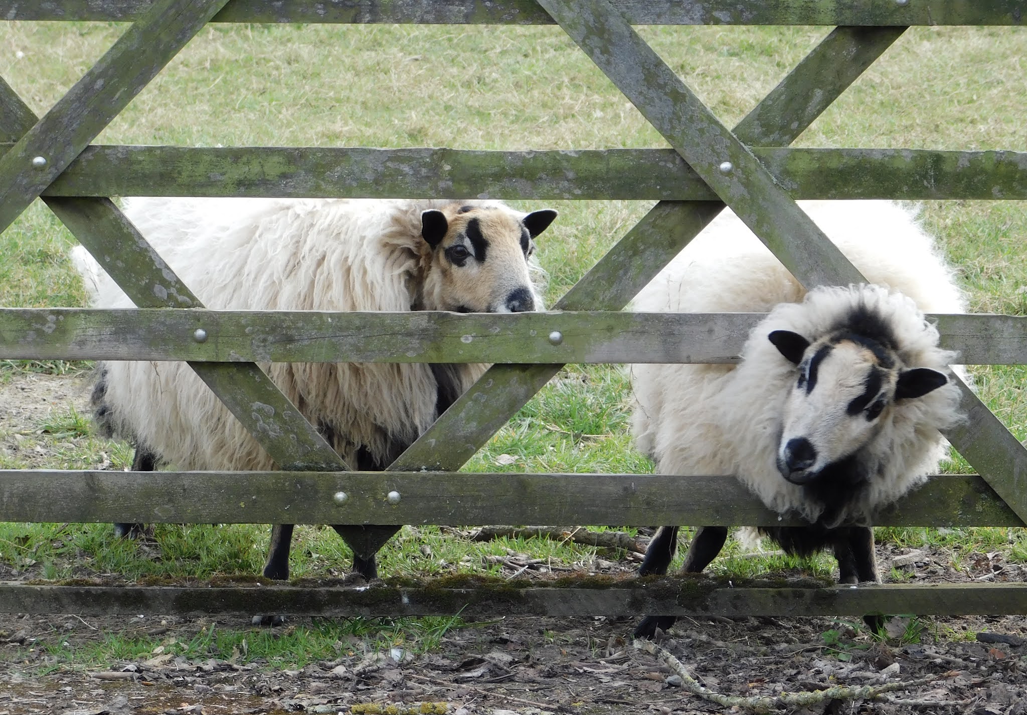 The Mowdog On The Road...: THE WELSH MOUNTAIN BADGER FACED SHEEP OF ...