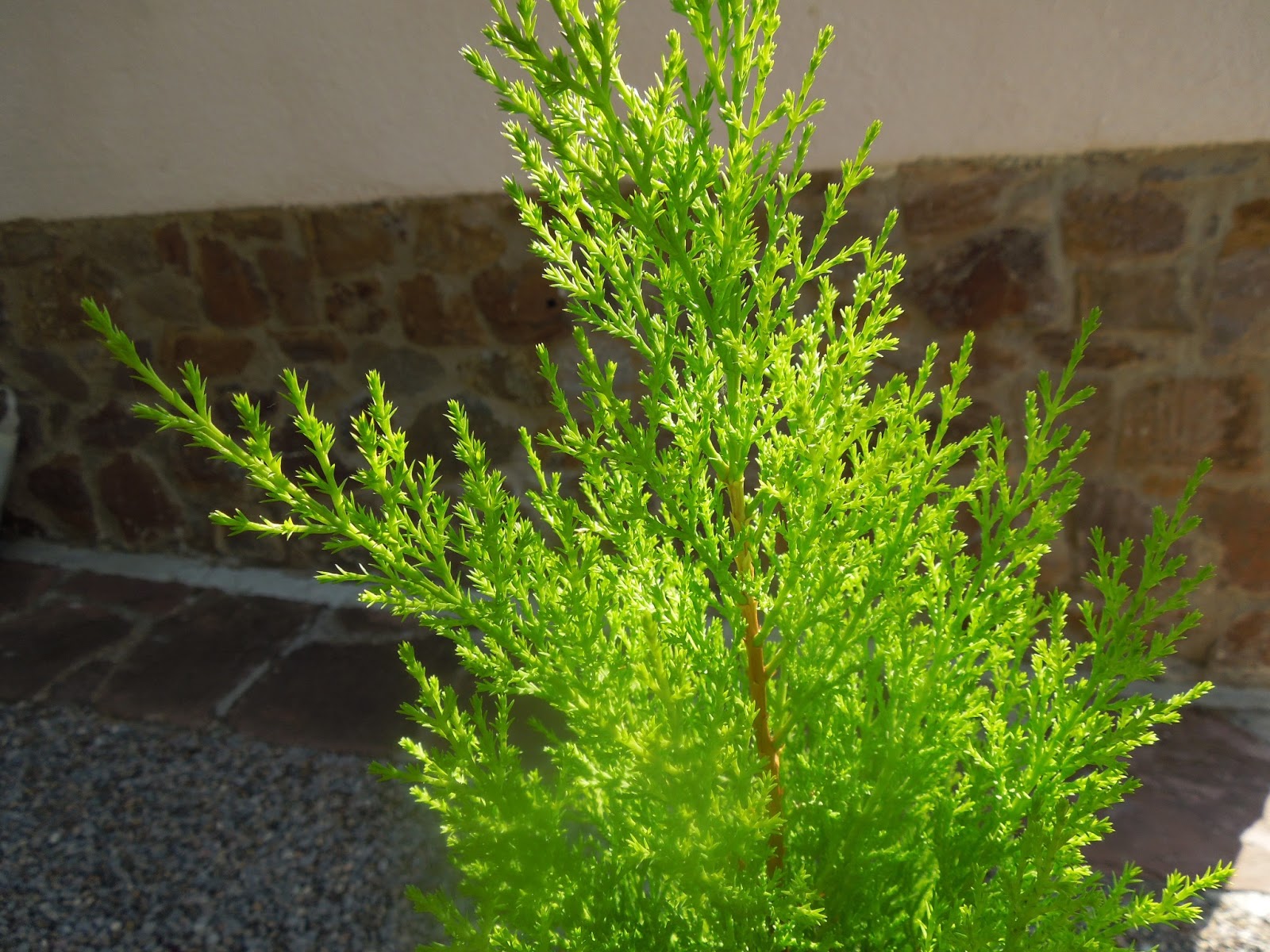 CEDRO LIMON - BOTÀNIC SERRAT