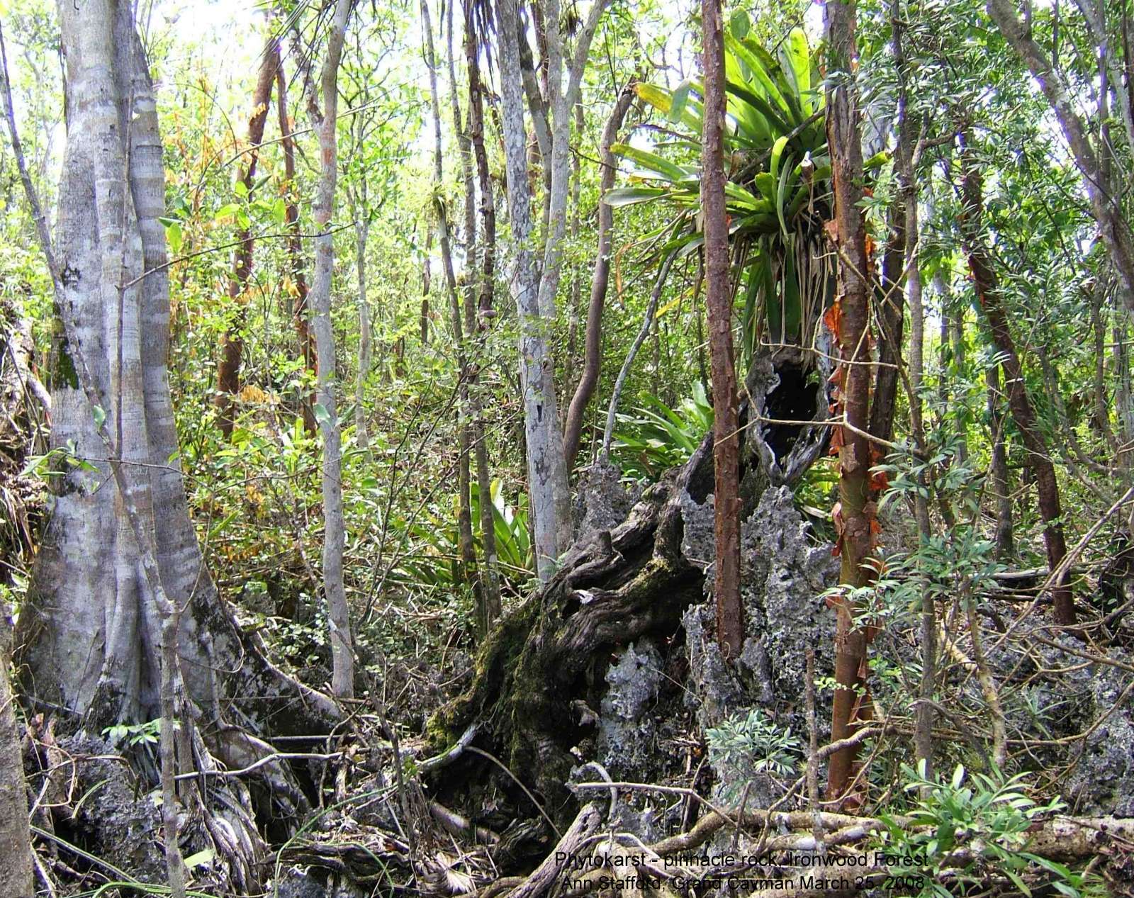 CaymANNature: Cayman Rocks – Caymanite and Phytokarst