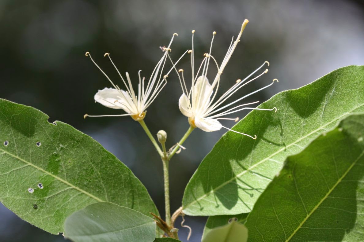 Flora de Puerto Rico Ilustrada Papo Vives: CAPPARACEAE QUADRELLA INDICA ...