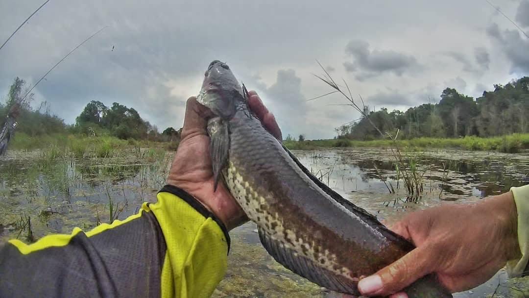 Ikan Toman Jumbo - MARKIMAN | Mari Kita Mancing