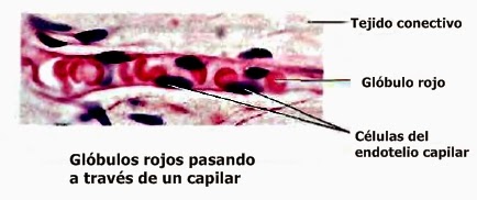 Estructura y función de los vasos sanguíneos